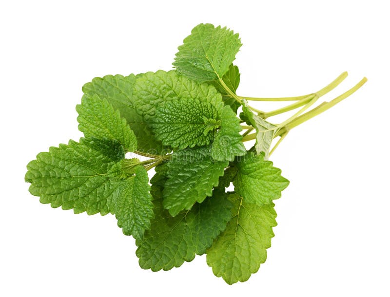 Officinalis del toronjil foto de archivo. Imagen de puntilla - 24199404