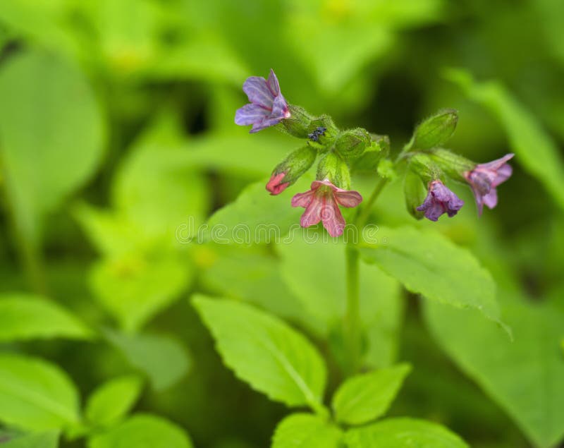 Plantas Medicinales Pulmonaria El Bosque Imagen de archivo - Imagen de ...