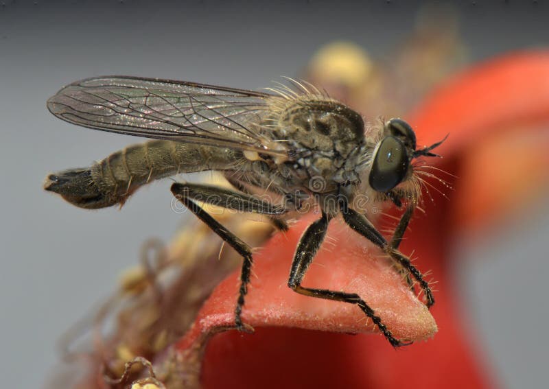 Mosquito eyes stock photo. Image of mosquito, eyes, macro - 135020458