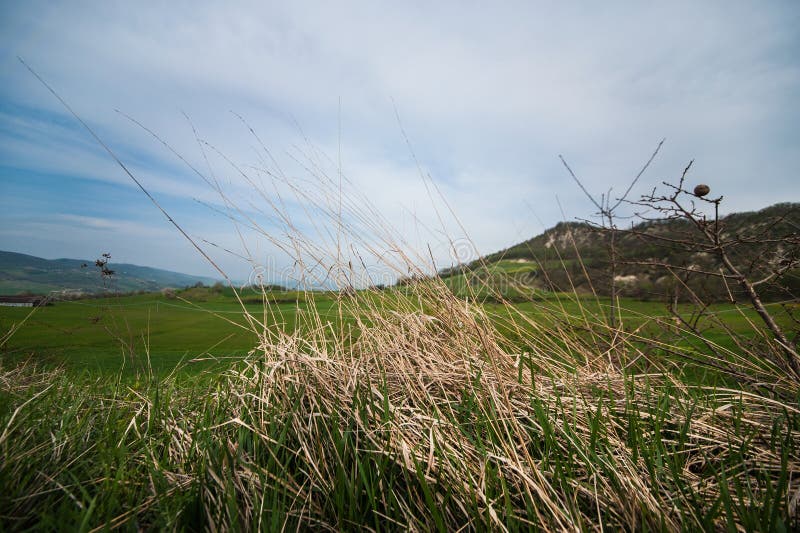 Offshoots stock image. Image of vegetation, horizon, colors - 39836905