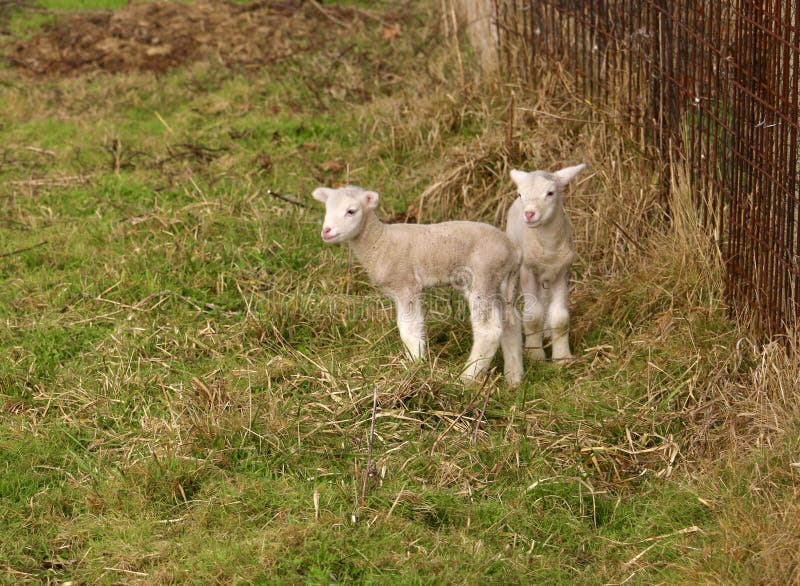 Detail of Two Young Sheep Grazing Stock Image - Image of animal, lawn ...