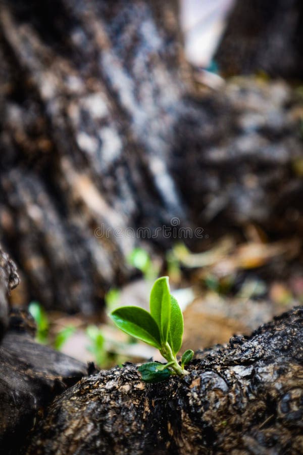 Offspring Sprouting from Tree Trunk Stock Image - Image of sunlight ...