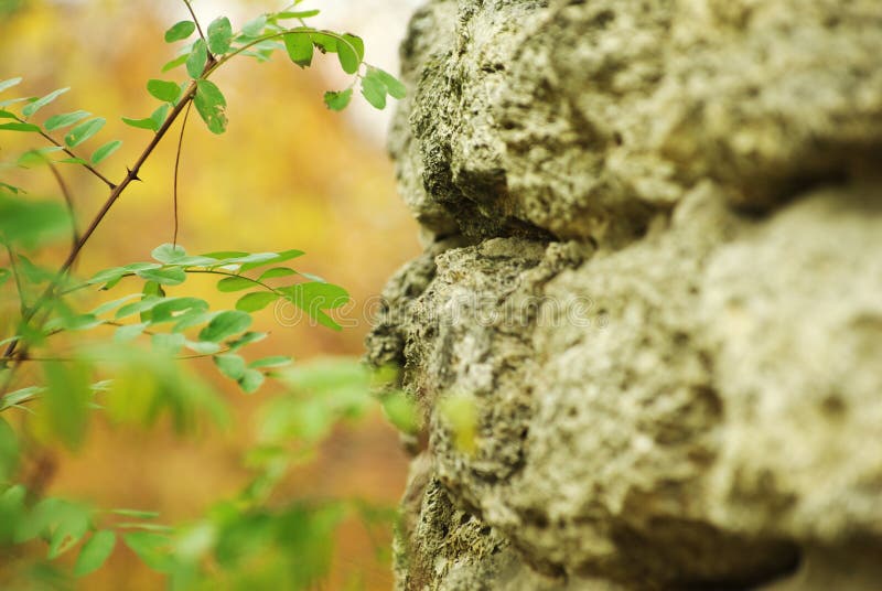 Offspring by the wall stock photo. Image of perspective - 11501684