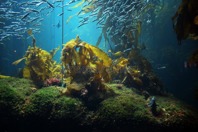 It Often Called Rainforests of the Sea Stock Image - Image of ...