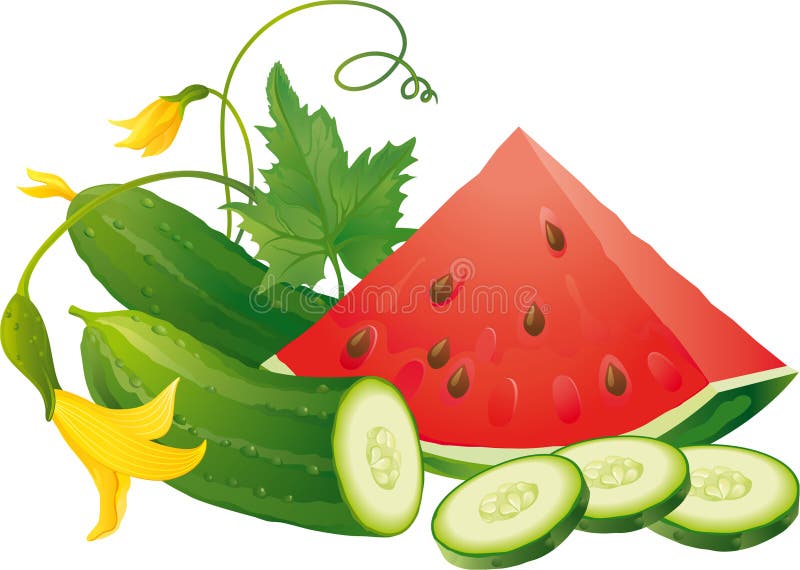 Ogórkowy arbuz ilustracja wektor. Ilustracja złożonej z ilustracje ...