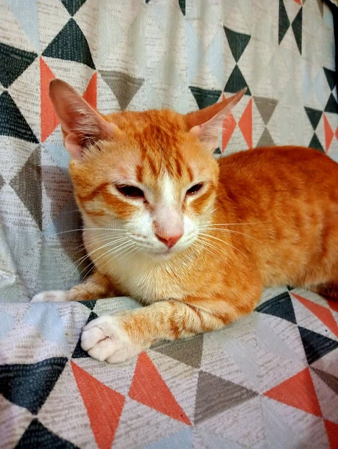 Ogans Orange Cats Stock Photos - Free & Royalty-Free Stock Photos from Dreamstime