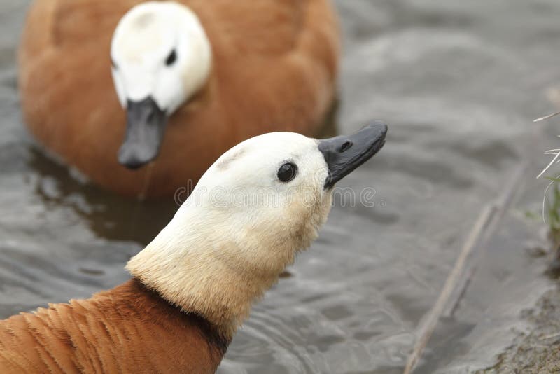 Ogar cranes stock image. Image of pair, ogar, crane, water - 53654781