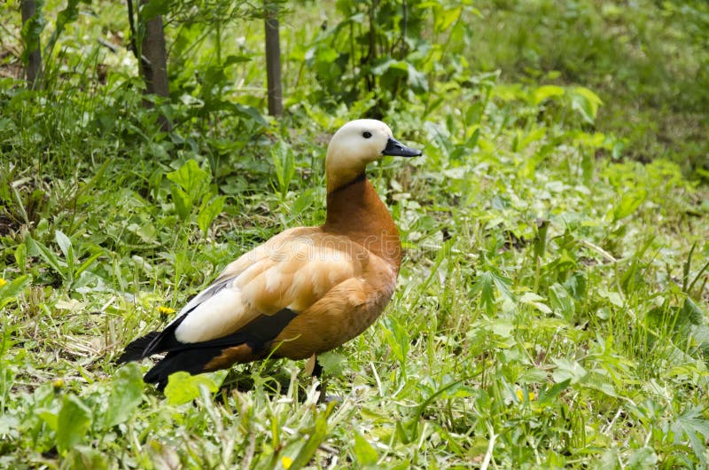 Ogar stock image. Image of walking, duck, ogar, garden - 93896295