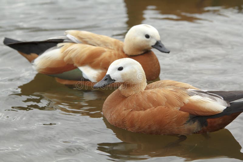Ogar family stock photo. Image of waterfowl, wild, duck - 53654352