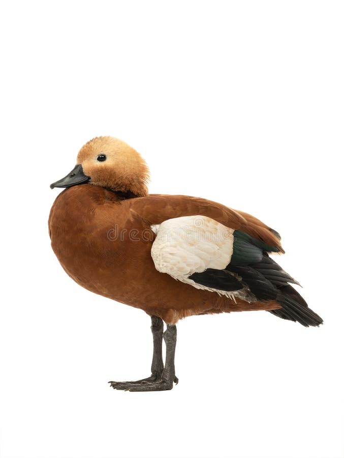 Ogar isolated on white stock photo. Image of tail, beautiful - 194708310