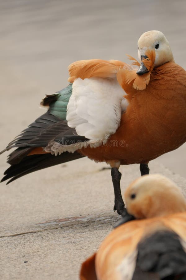 Ogar, or a red duck stock photo. Image of ducks, duck - 384499658