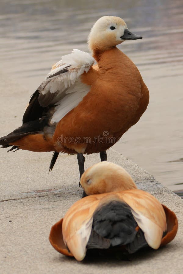 Ogar, or a red duck stock photo. Image of bird, ducks - 384499702