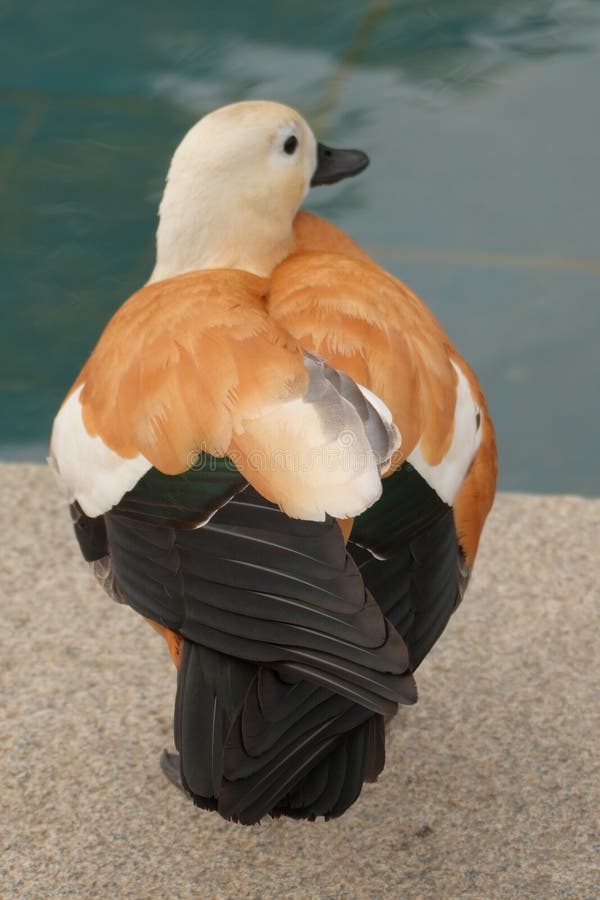 Ogar, or a red duck stock image. Image of mallard, wildlife - 384499695