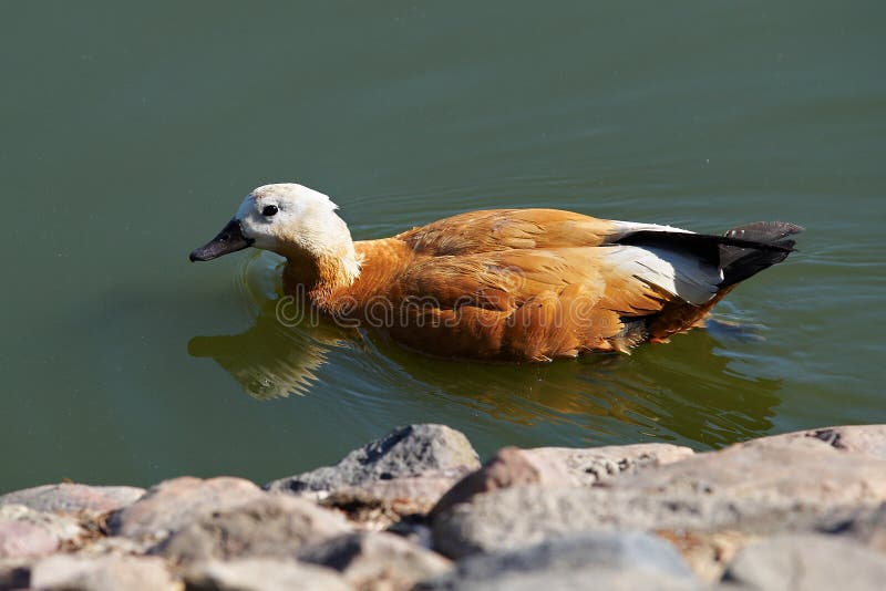 Ogar or Red Duck, Tadorna Ferruginea Stock Image - Image of wings ...