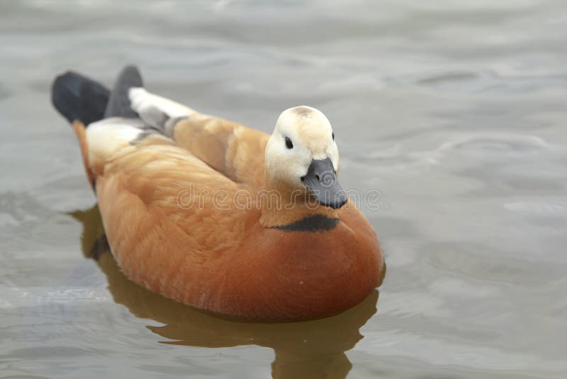 Ogar stock photo. Image of ogar, waterfowl, animal, swimming - 53654362