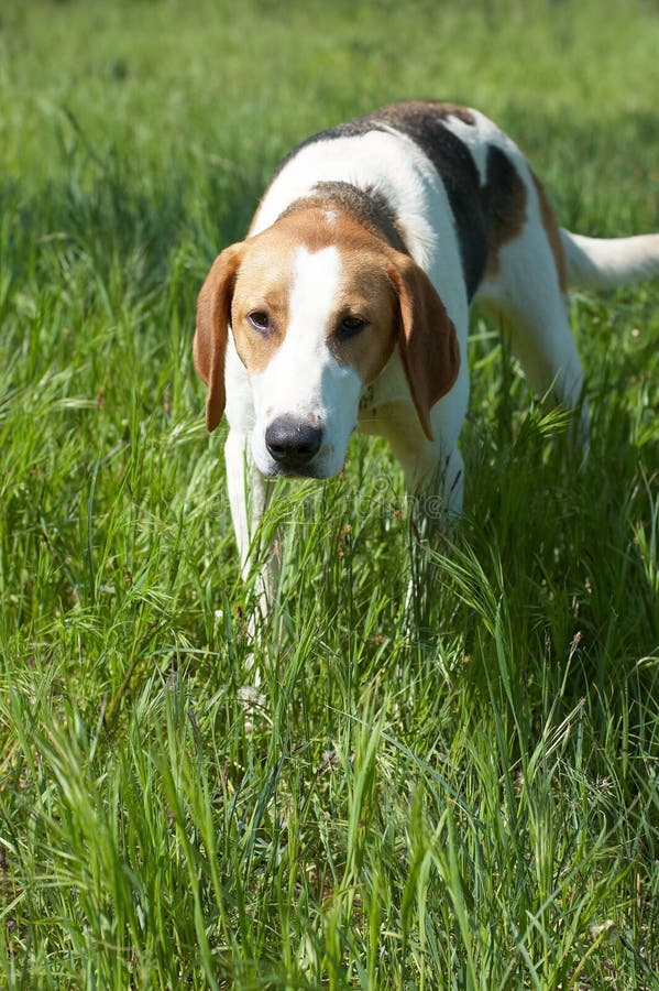 Beagle psi odprowadzenie zdjęcie stock. Obraz złożonej z mały - 120217868