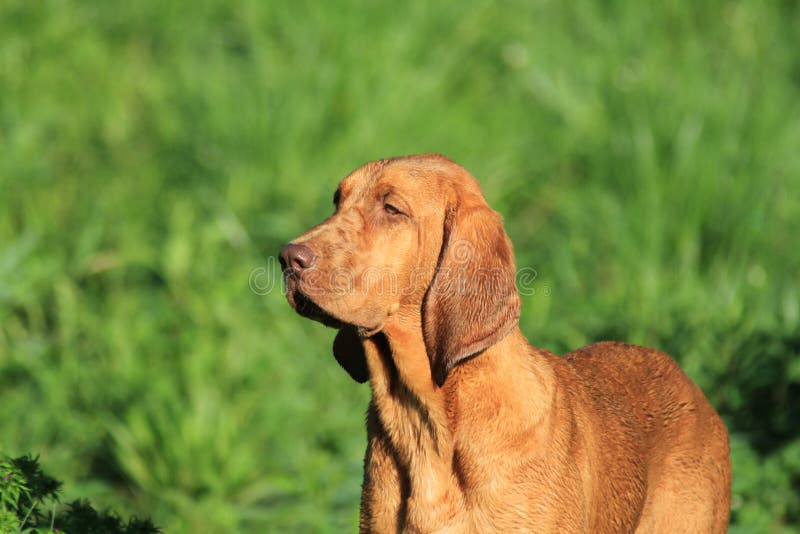 Redbone Coonhound Bloodhound Mutt W Trawie Obraz Stock - Obraz złożonej ...