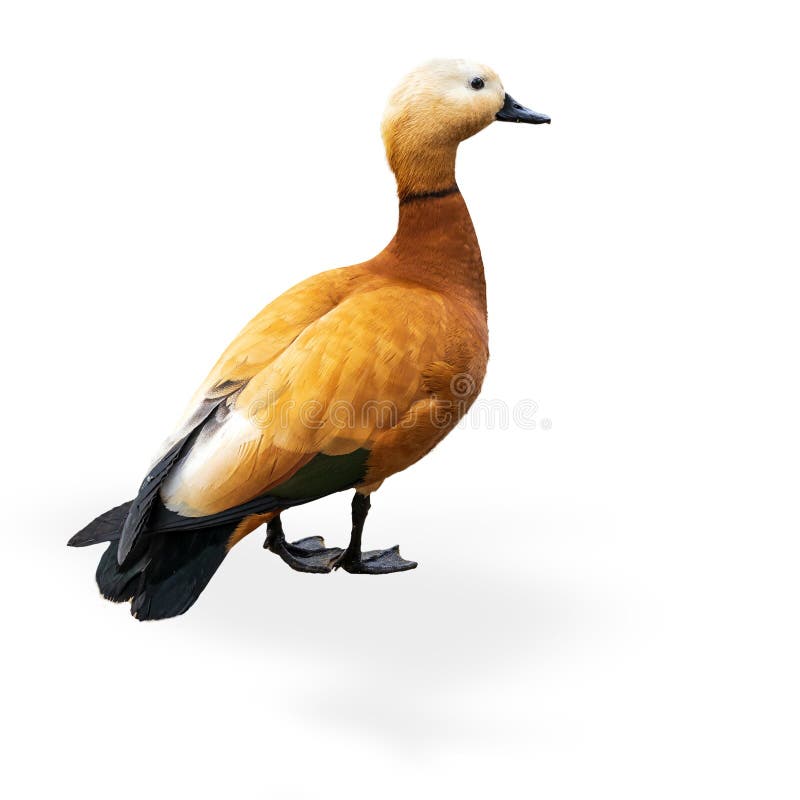 Ogari Drake Walks Along the Path Isolated Stock Photo - Image of orange ...