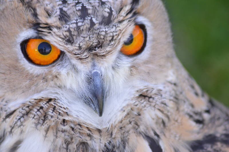 Ogen van de Eagle-Uil stock afbeelding. Image of helder - 58657461