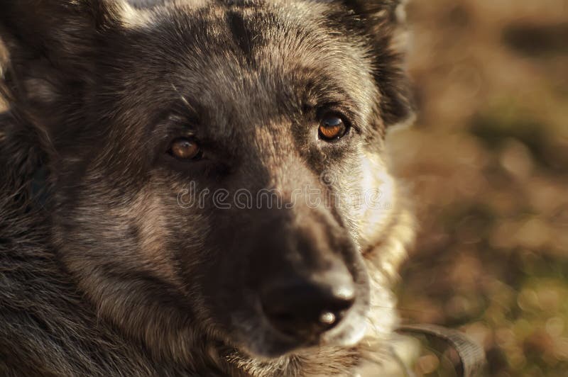 Ogen van de hond stock foto. Image of achtergrond, openlucht - 39166078