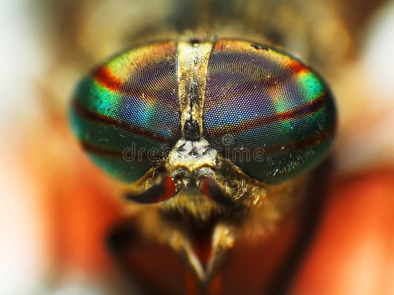 Ogen Van Een Insect Daas Hoofdclose-up Stock Afbeelding - Image of nave ...