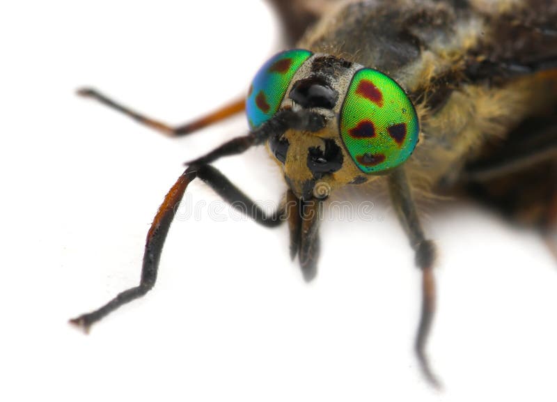 Ogen Van Een Insect Portretpaardevlieg Hybomitra Stock Foto - Image of ...