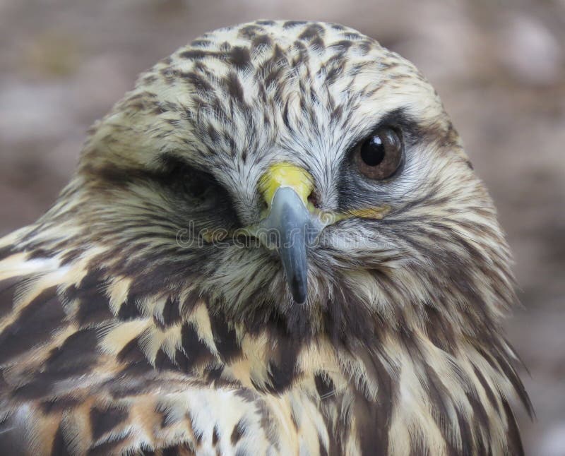Ogen van een Valk stock afbeelding. Image of valk, kijk - 42204505