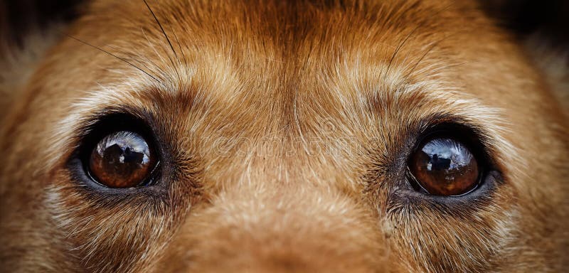 Ogen rode koe en de vlieg stock foto. Image of boerderij - 98963906