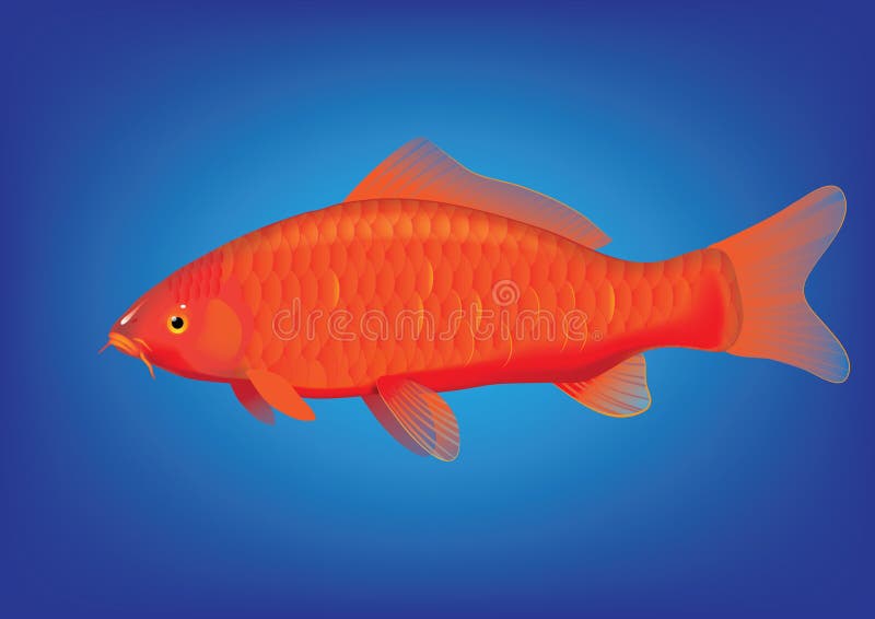Ogon Koi carp stock vector. Illustration of japanese - 76548233