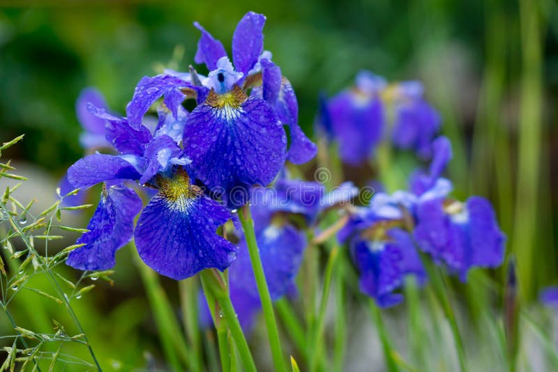 Ogrodowi irysy zdjęcie stock. Obraz złożonej z odwiecznie - 41454324