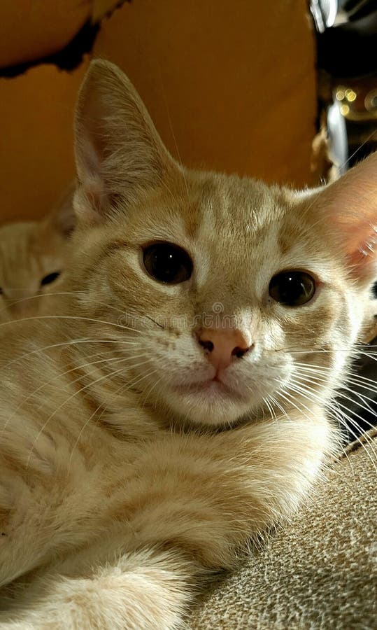 Ohcat Stock Photos - Free & Royalty-Free Stock Photos from Dreamstime