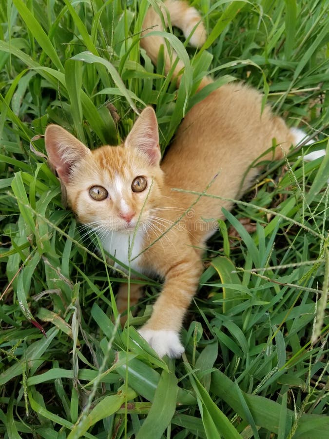 Hello stock image. Image of hello, chilling, grass - 103238481