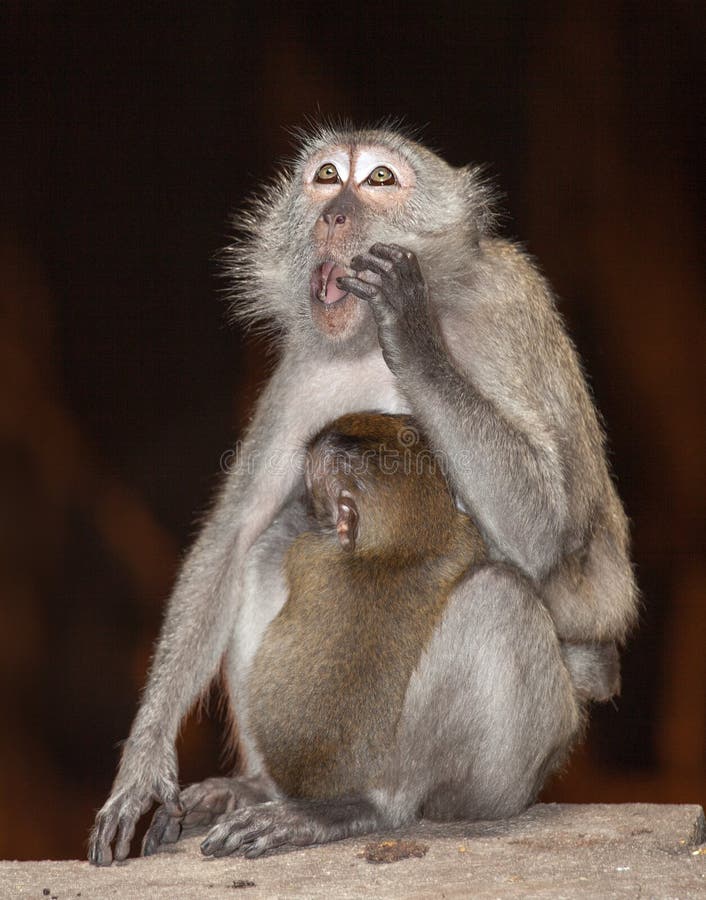 Yawning monkey stock photo. Image of furry, primate, drowsy - 1900192