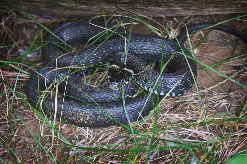 Oh - nonpoisonous snake. stock image. Image of fang, protection - 41838975