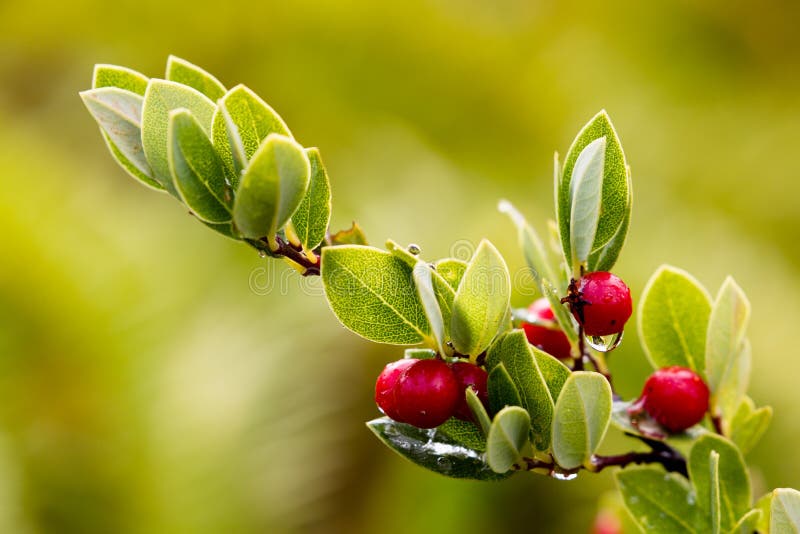 Vaccinium Reticulatum, Ohelo Berry Plant Mit Roten Beeren Im Hawaii ...