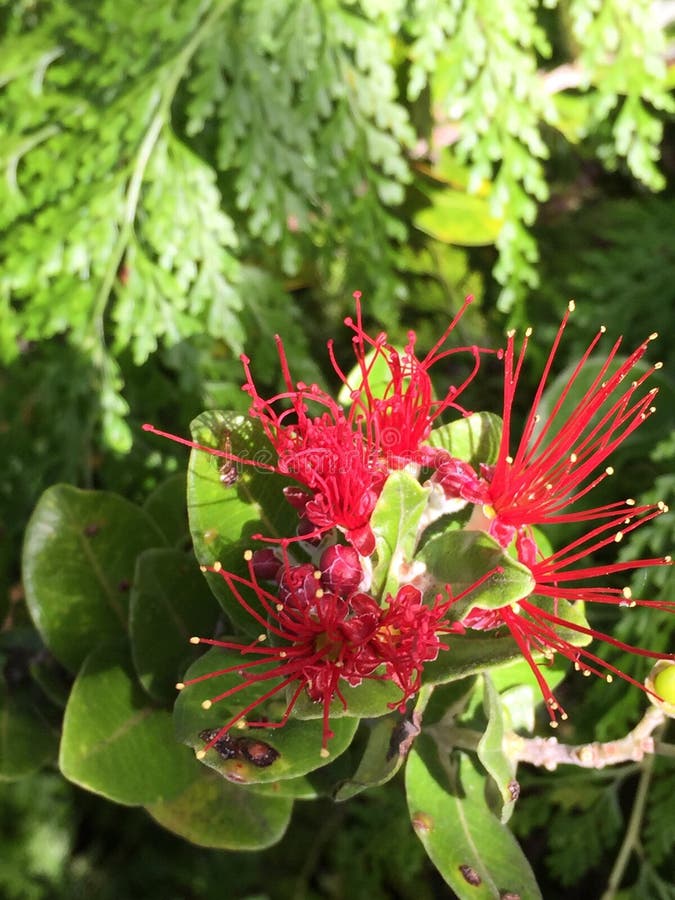 A flower of the Ohia Lehua stock photo. Image of natural - 108496098