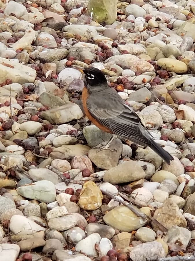 Robin eating berry stock image. Image of eating, snacking - 134350905