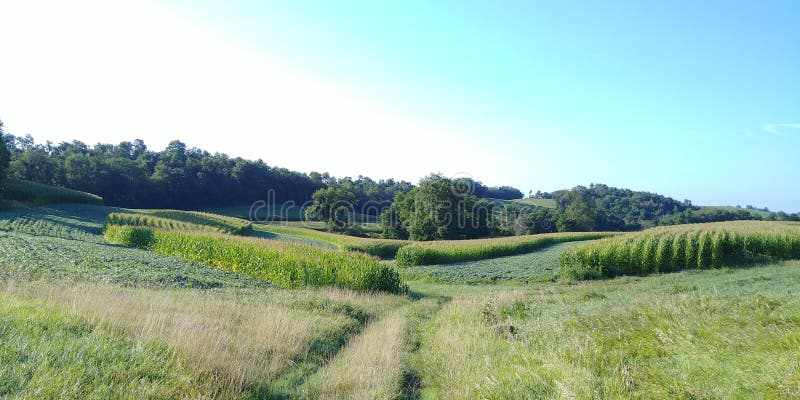 Ohio Corn fields stock photo. Image of ohio, steps, corn - 123218922