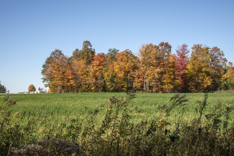 Ohio fall tree colors stock image. Image of green, bright - 162611131