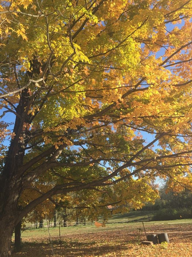 Beautiful Fall Foliage on Farm Stock Photo - Image of farm, beautiful ...