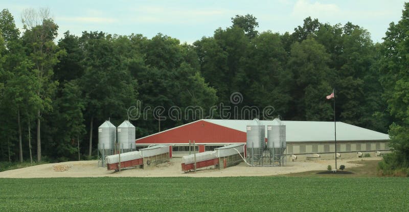 Ohio Pig Farm editorial image. Image of farming, work - 76971030