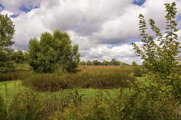 Ohio Prairie stock photo. Image of ohio, midwest, goldenrod - 38436512