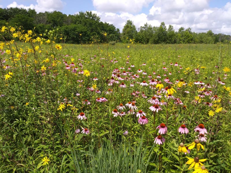 Ohio Wildflower Field stock image. Image of flora, farm - 96826543