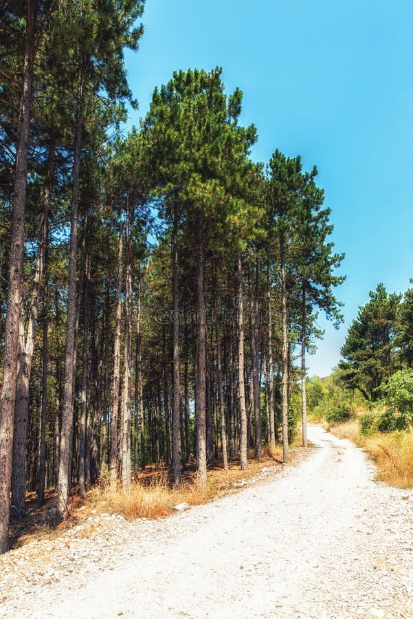 Ohrid, Macedonia Rows of Pine Trees Stock Photo - Image of macedonian ...