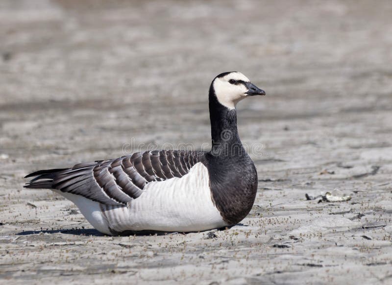 1,667 Oie De Bernache Photos libres de droits et gratuites de Dreamstime