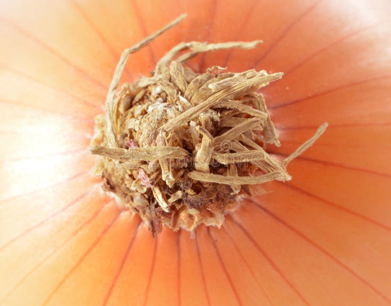 Oignon photo stock. Image du nourriture, brun, gourmet - 35956766