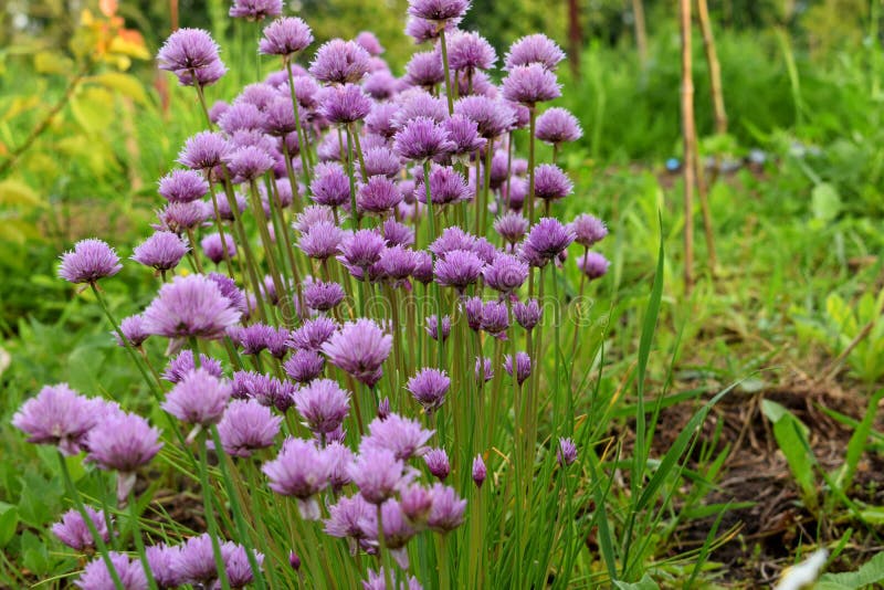 Oignon violet photo stock. Image du violet, oignon - 6890160