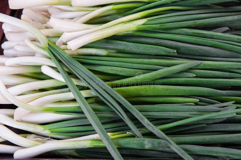 Oignon vert image stock. Image du vivacité, manger, oignon - 18410415