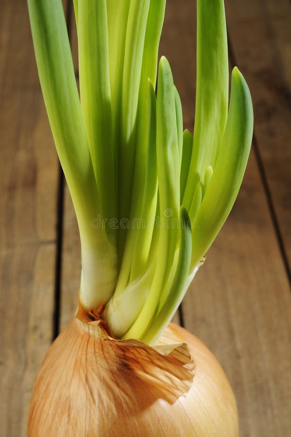 Oignon germé image stock. Image du herbe, tige, pousse - 44381885