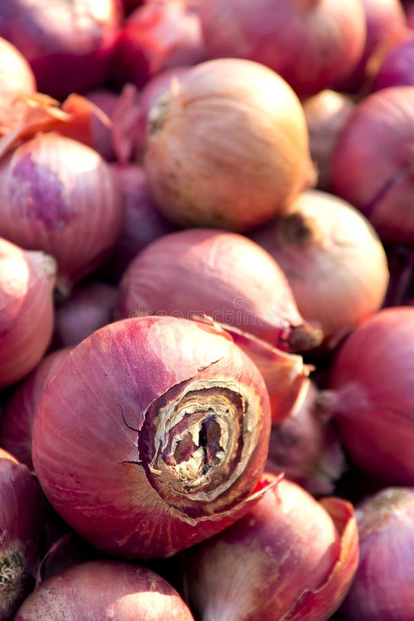 Oignon rouge photo stock. Image du fond, rouge, nourriture - 20829144